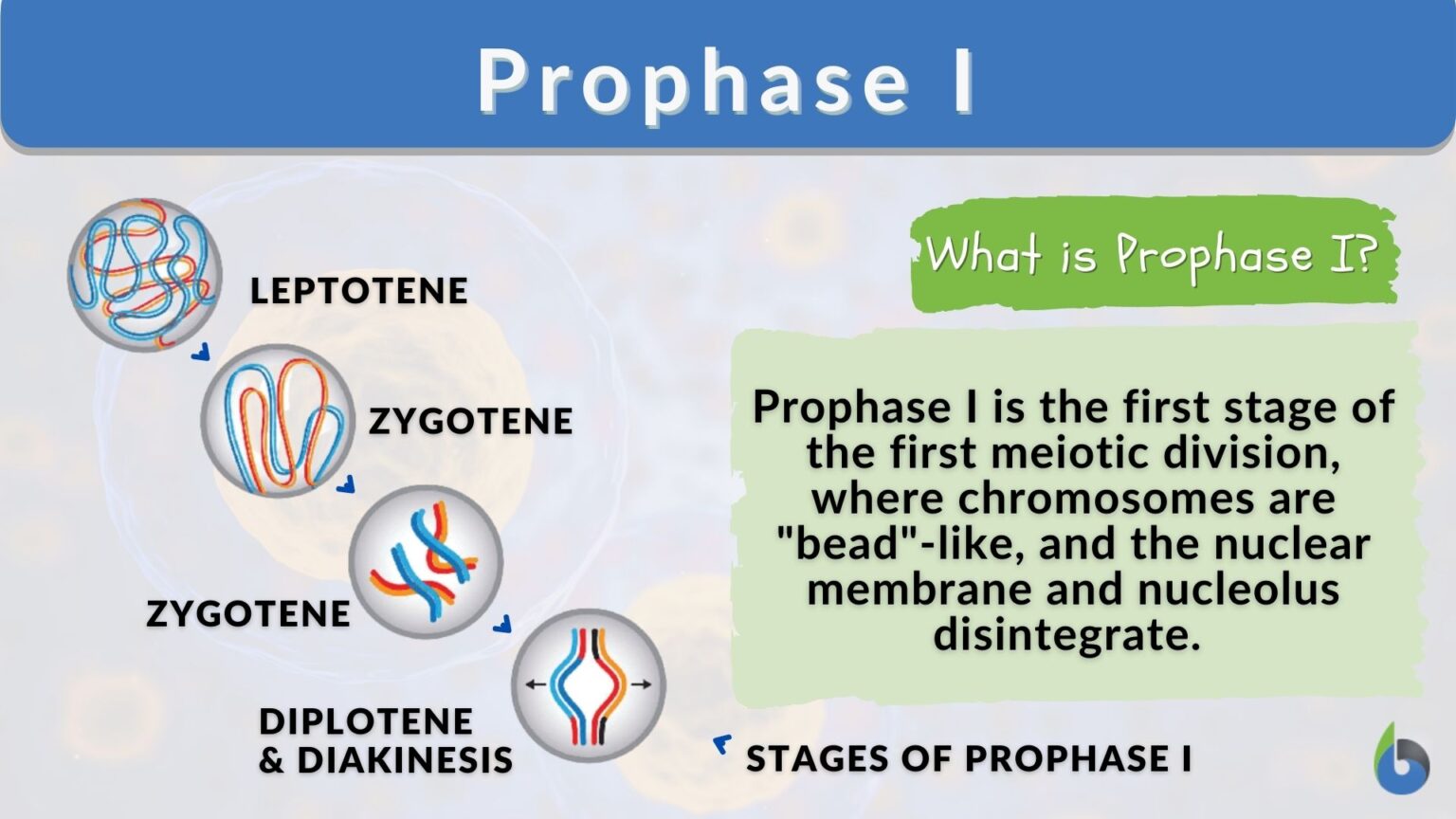 Prophase I - Definition and Examples - Biology Online Dictionary