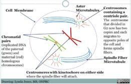 Prophase I - Definition and Examples - Biology Online Dictionary