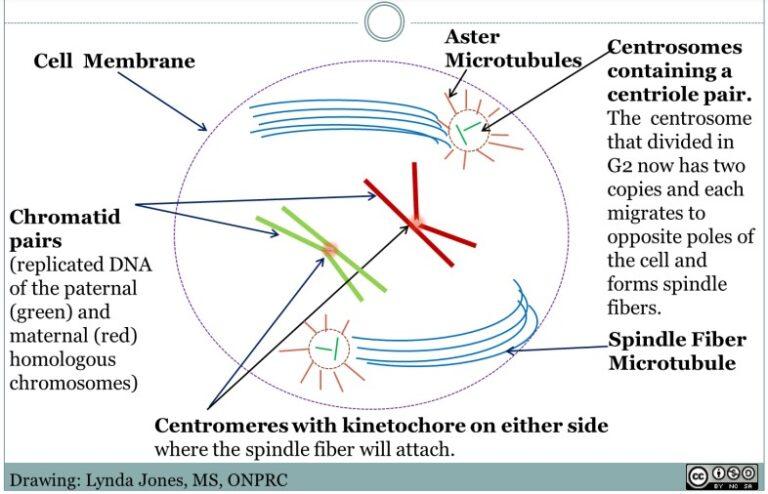 Prophase I - Definition and Examples - Biology Online Dictionary