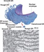 Endoplasmic reticulum - Definition and Examples - Biology Online Dictionary