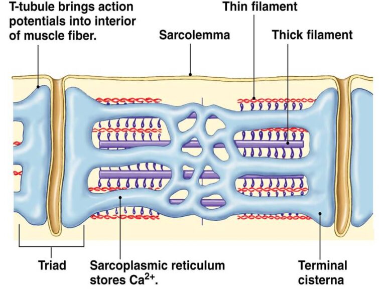 Endoplasmic reticulum - Definition and Examples - Biology Online Dictionary