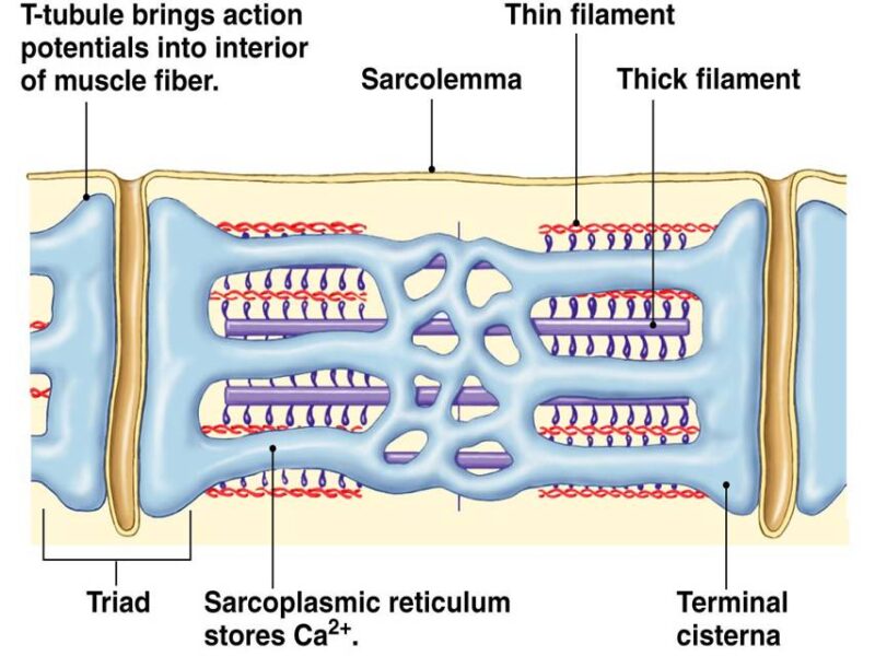 Endoplasmic reticulum - Definition and Examples - Biology Online Dictionary