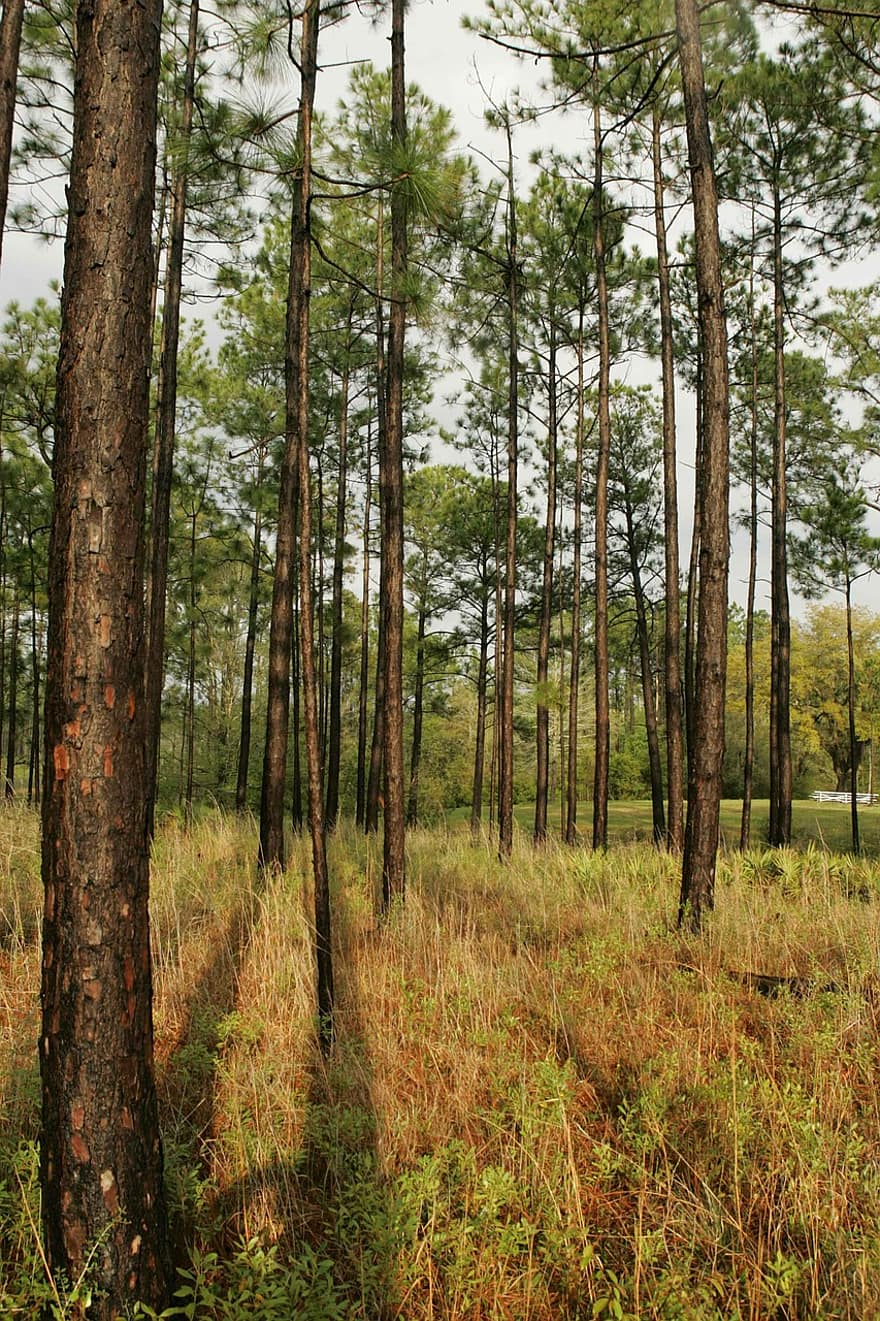 Ecosystem - Definition and Examples - Biology Online Dictionary