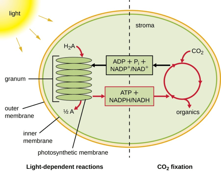 Carbon fixation - Definition and Examples - Biology Online Dictionary