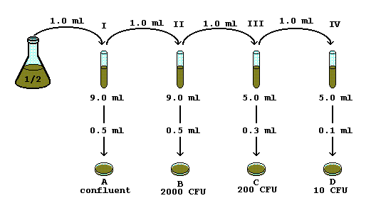 Colony-forming unit Definition and Examples - Biology Online Dictionary Colony-forming unit Definition and Examples - Biology Online Dictionary