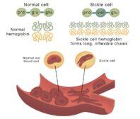 Silent mutation - Definition and Examples - Biology Online Dictionary