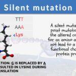Silent mutation - Definition and Examples - Biology Online Dictionary