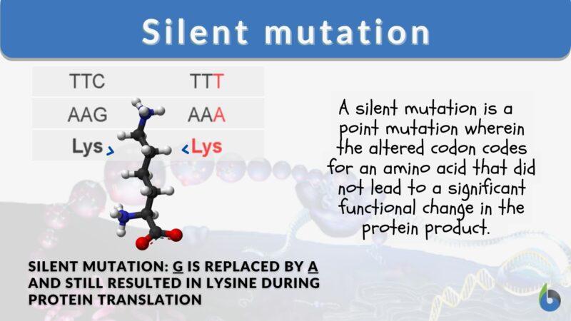 Silent mutation - Definition and Examples - Biology Online Dictionary