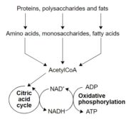 Catabolism Definition and Examples - Biology Online Dictionary