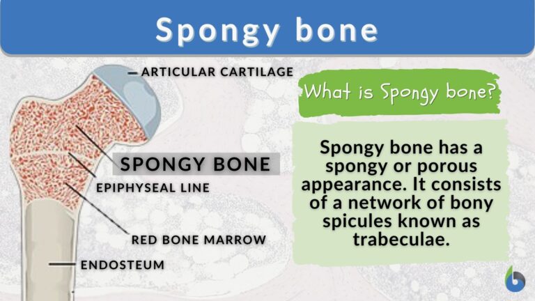 Spongy bone - Definition and Examples - Biology Online Dictionary