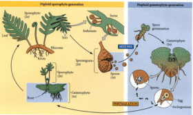Sporophyte Definition and Examples - Biology Online Dictionary