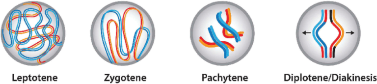 Prophase I - Definition and Examples - Biology Online Dictionary