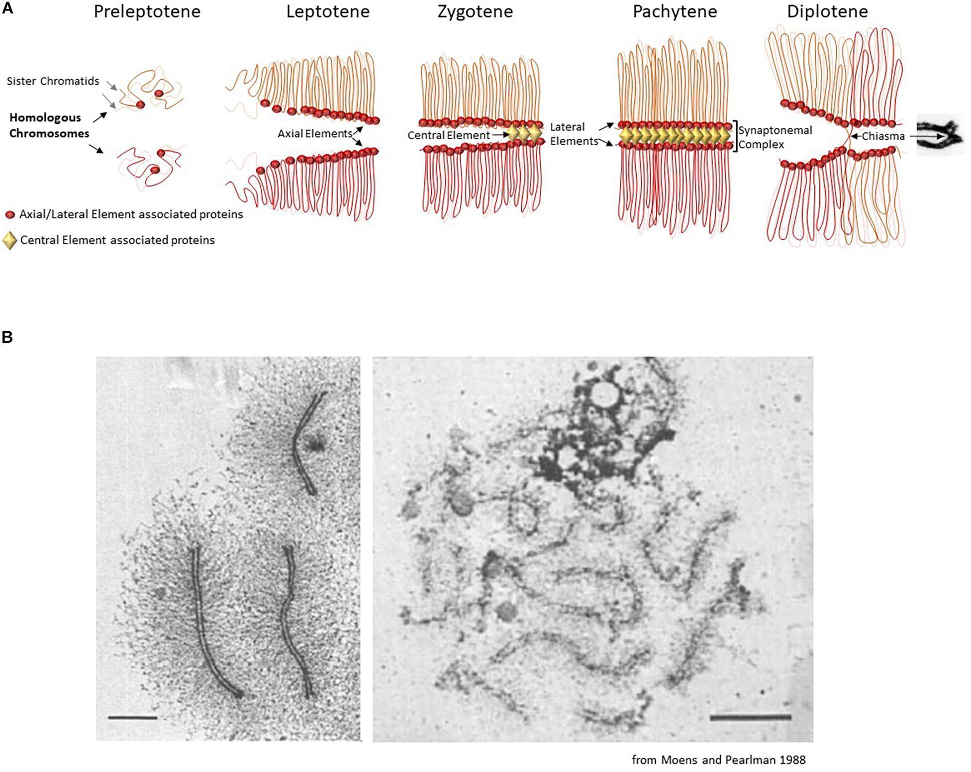 Prophase - Definition and Examples - Biology Online Dictionary