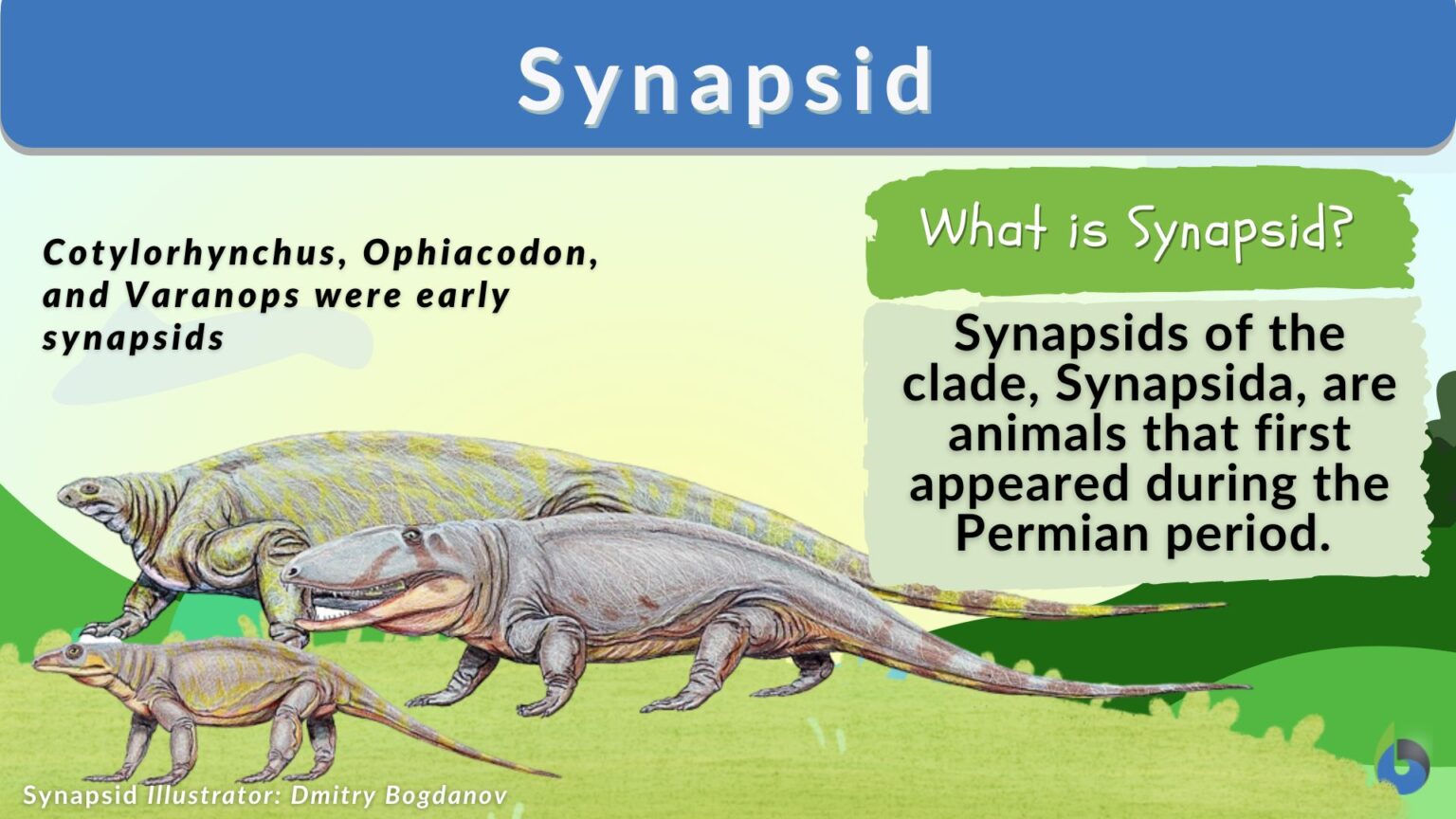 Synapsid Definition and Examples - Biology Online Dictionary