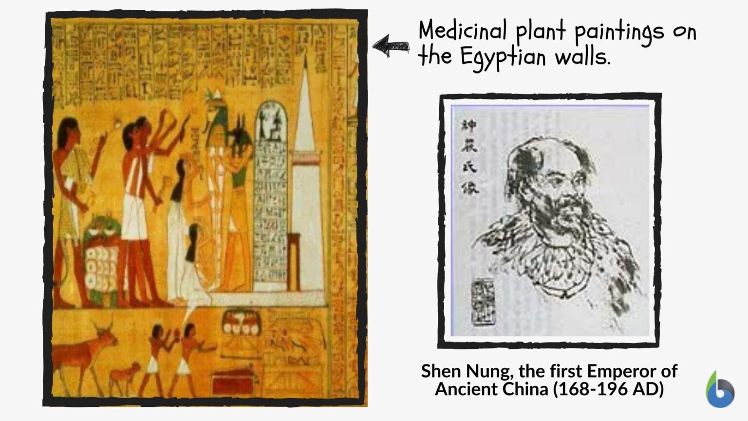 Class Definition and Examples - Biology Online Dictionary