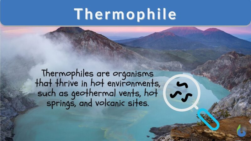 Thermophile - Definition and Examples - Biology Online Dictionary