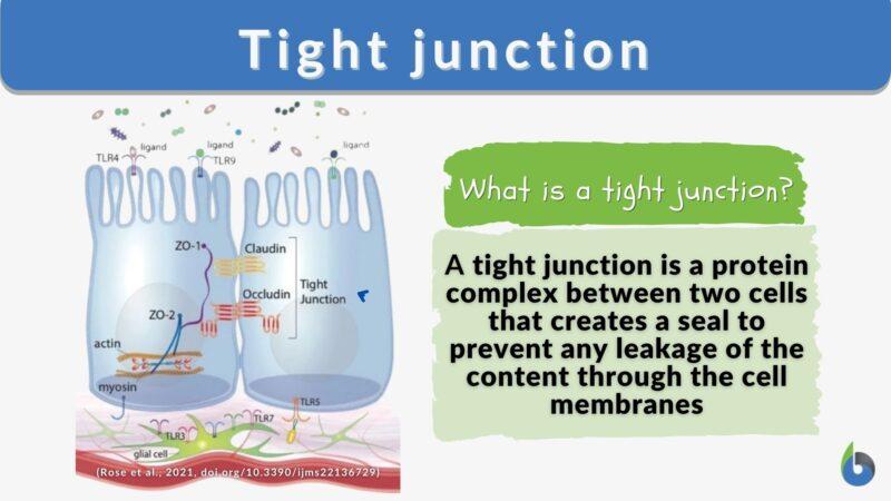 Tight junction - Definition and Examples - Biology Online Dictionary