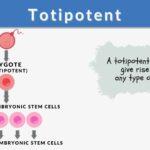Totipotent Definition and Examples - Biology Online Dictionary