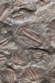 Arthropod - Definition and Examples - Biology Online Dictionary