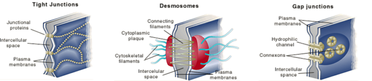 Tight junction - Definition and Examples - Biology Online Dictionary