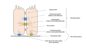Cell adhesion Definition and Examples - Biology Online Dictionary