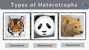 Biotic factor - Definition and Examples - Biology Online Dictionary