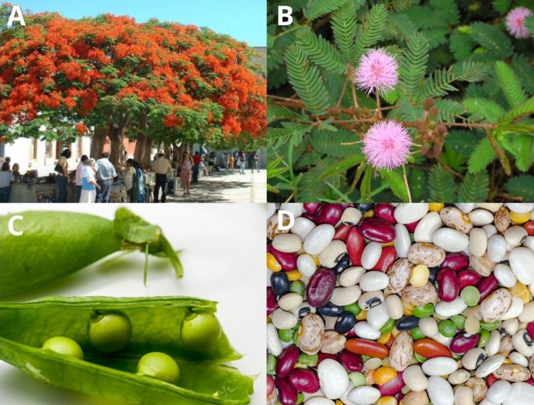 Legumes - Definition and Examples - Biology Online Dictionary