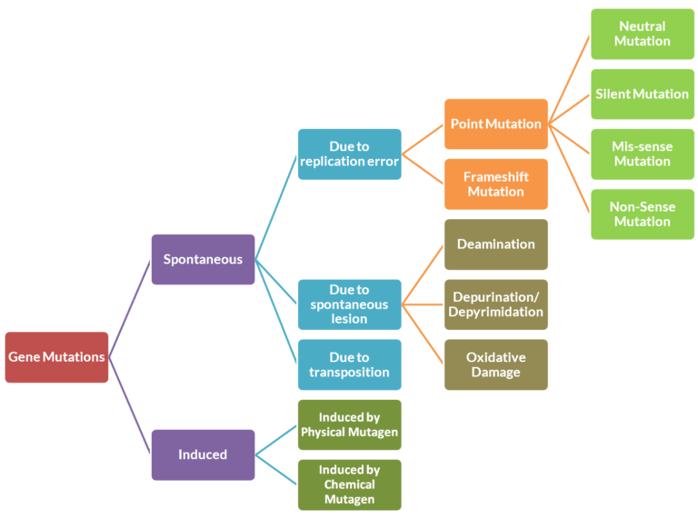 Nonsense mutation - Definition and Examples - Biology Online Dictionary