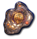 Unicellular Definition and Examples - Biology Online Dictionary