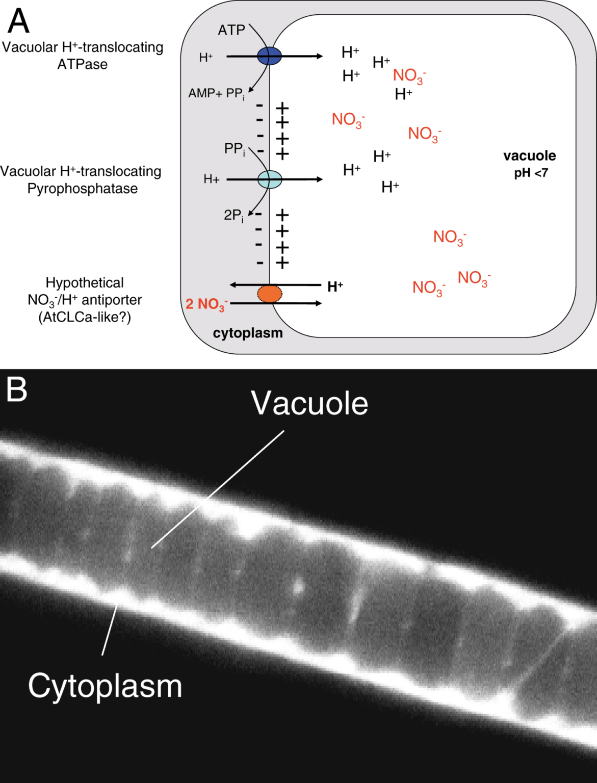Vacuole - Definition and Examples - Biology Online Dictionary