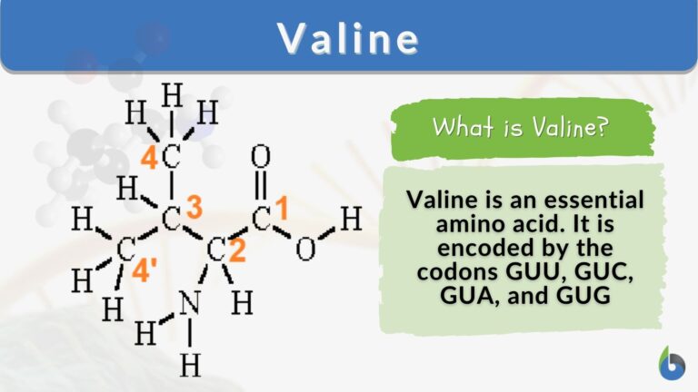 Valine - Definition and Examples - Biology Online Dictionary