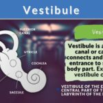 Vestibule - Definition and Examples - Biology Online Dictionary