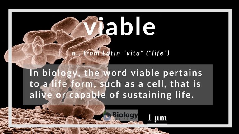 Viable Definition and Examples - Biology Online Dictionary