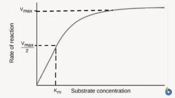 Vmax - Definition and Examples - Biology Online Dictionary
