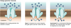 Axon hillock Definition and Examples - Biology Online Dictionary