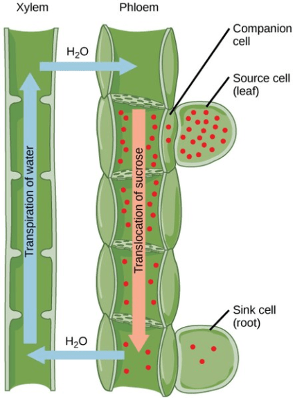 Xylem Definition and Examples - Biology Online Dictionary