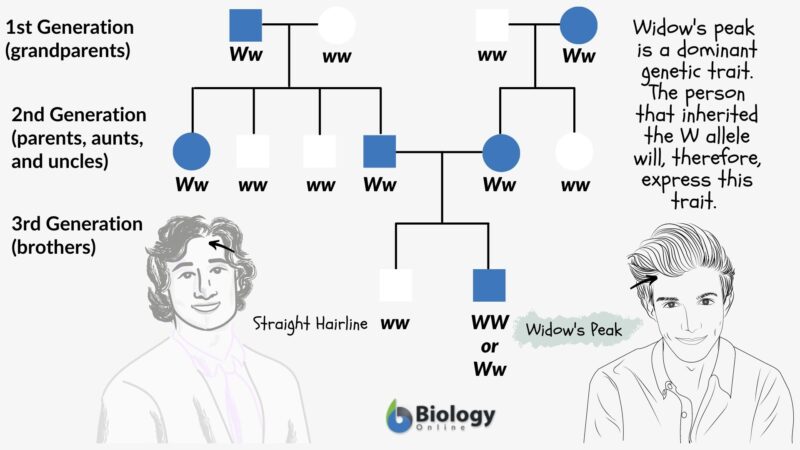Family traits - Definition and Examples - Biology Online Dictionary