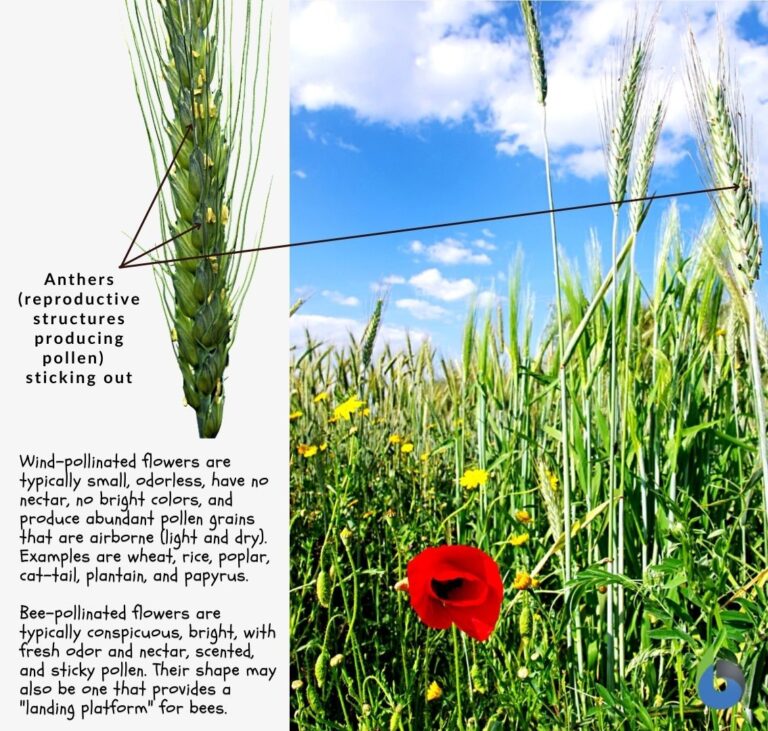 Vector Definition and Examples - Biology Online Dictionary