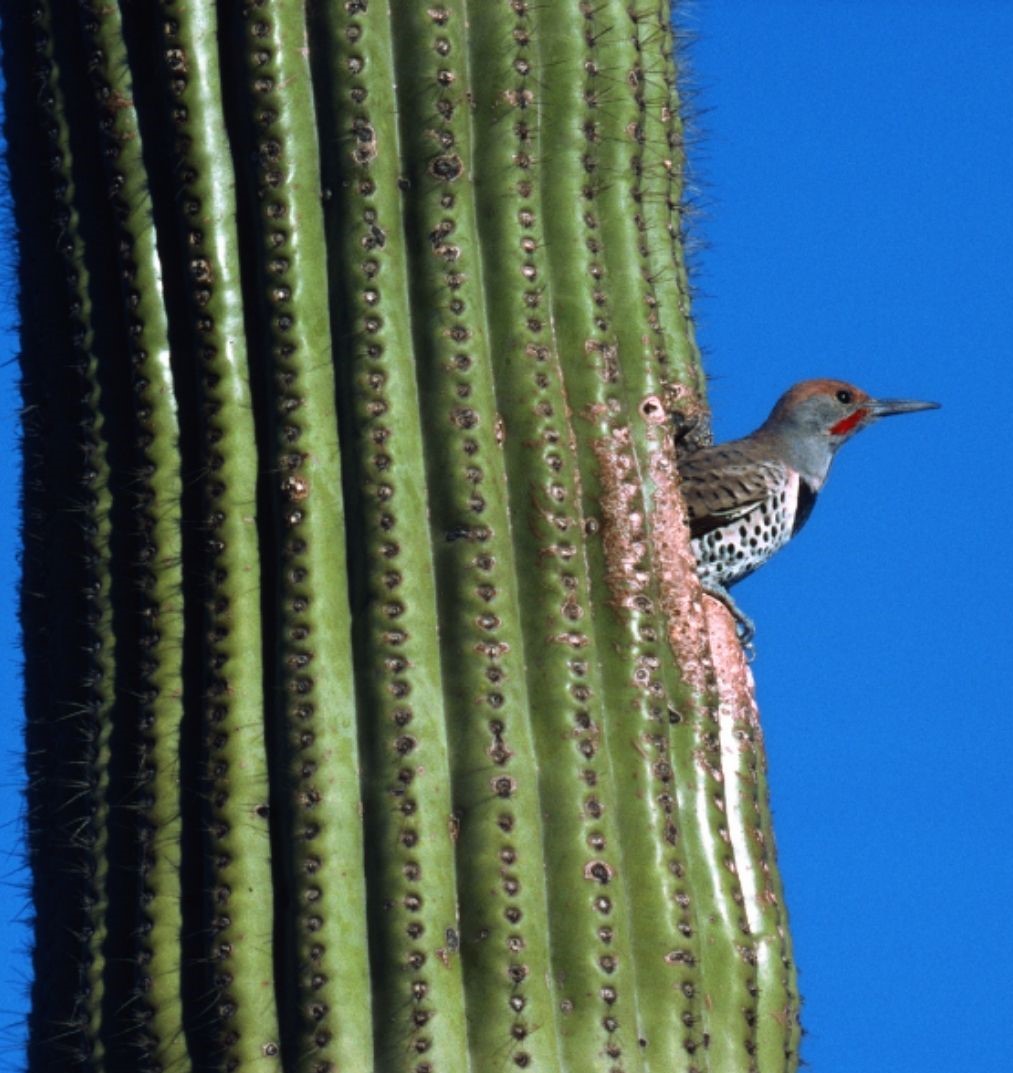 Commensalism Definition and Examples - Biology Online Dictionary