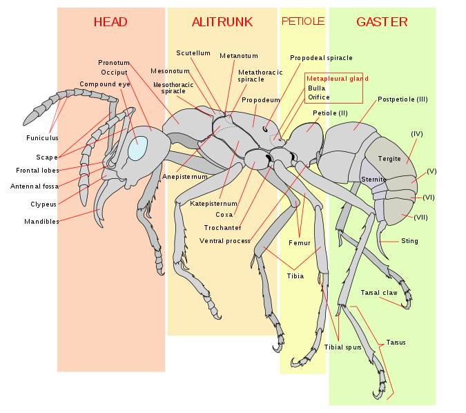 Ant Definition and Examples - Biology Online Dictionary