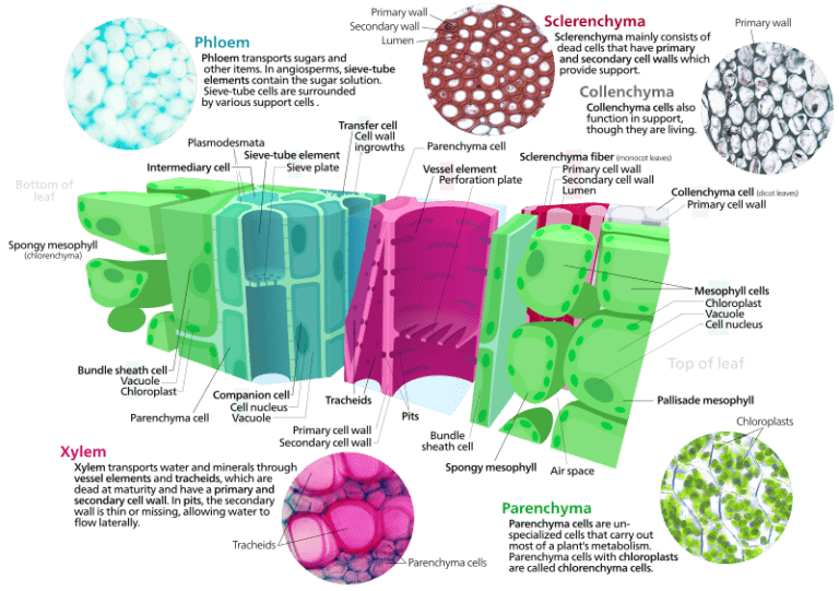 Xylem Definition and Examples - Biology Online Dictionary
