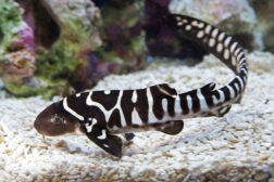 Parthenogenesis Definition and Examples - Biology Online Dictionary
