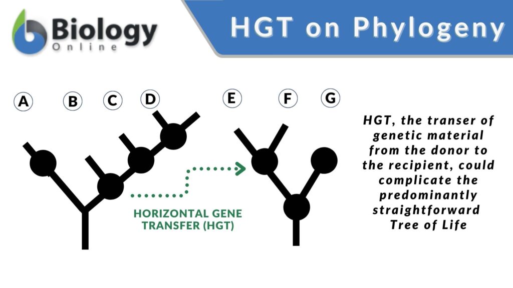 Phylogeny - Definition and Examples - Biology Online Dictionary