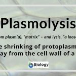 Plasmolysis Definition and Examples - Biology Online Dictionary