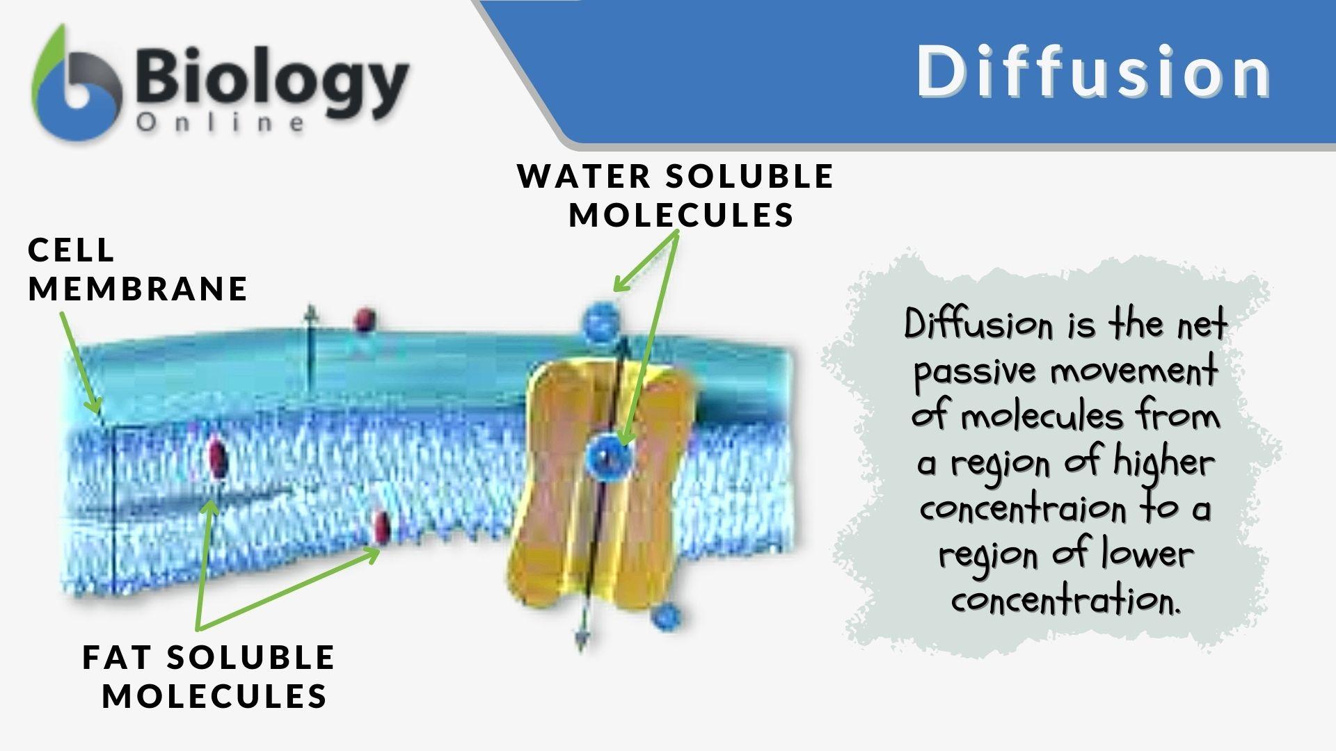 Diffusion Definition And Examples Biology Online Dictionary
