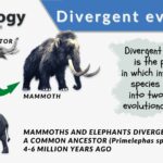Divergent Species