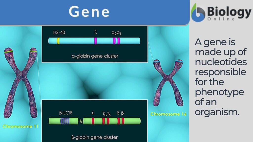 Gene - Definition and Examples - Biology Online Dictionary