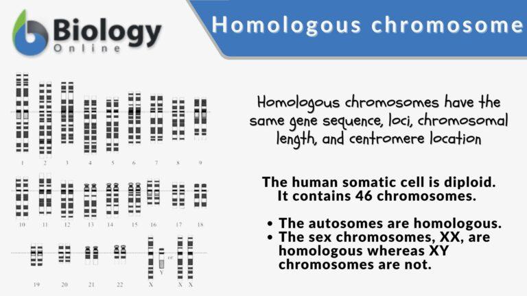 Homologous chromosome - Definition and Examples - Biology Online Dictionary