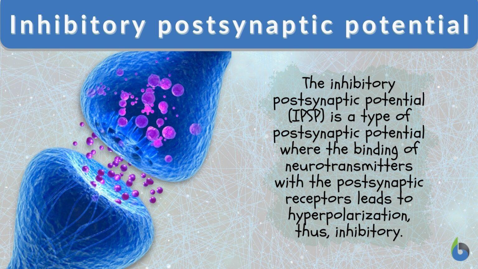 Inhibitory postsynaptic potential Definition and Examples - Biology ...