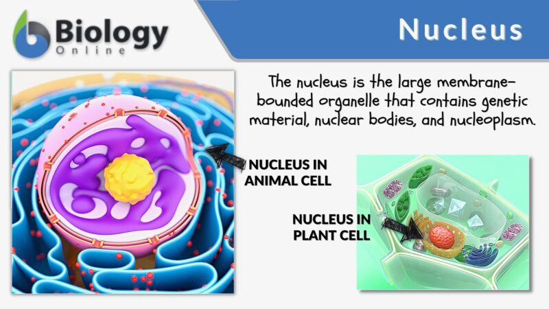 Nucleus - Definition and Examples - Biology Online Dictionary